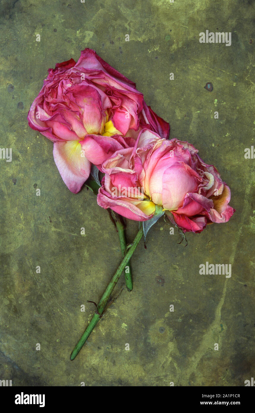 Decaying softly blown pink flowerhead of Rose or Rosa Lovely Lady lying ...