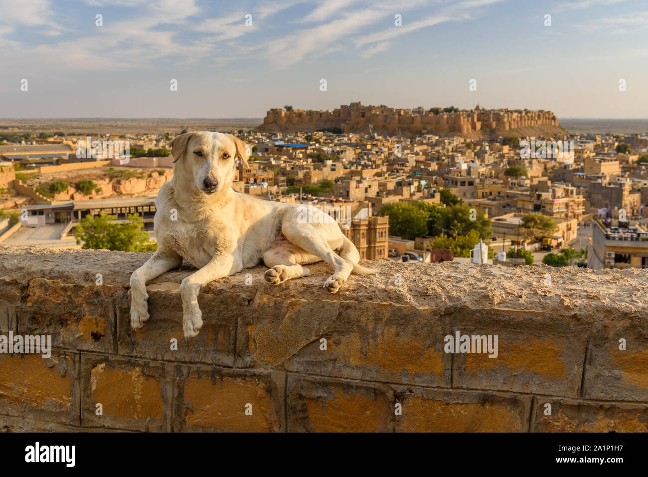 Dog on Jaisalmer city and Fort background. Rajasthan. India Stock Photo ...