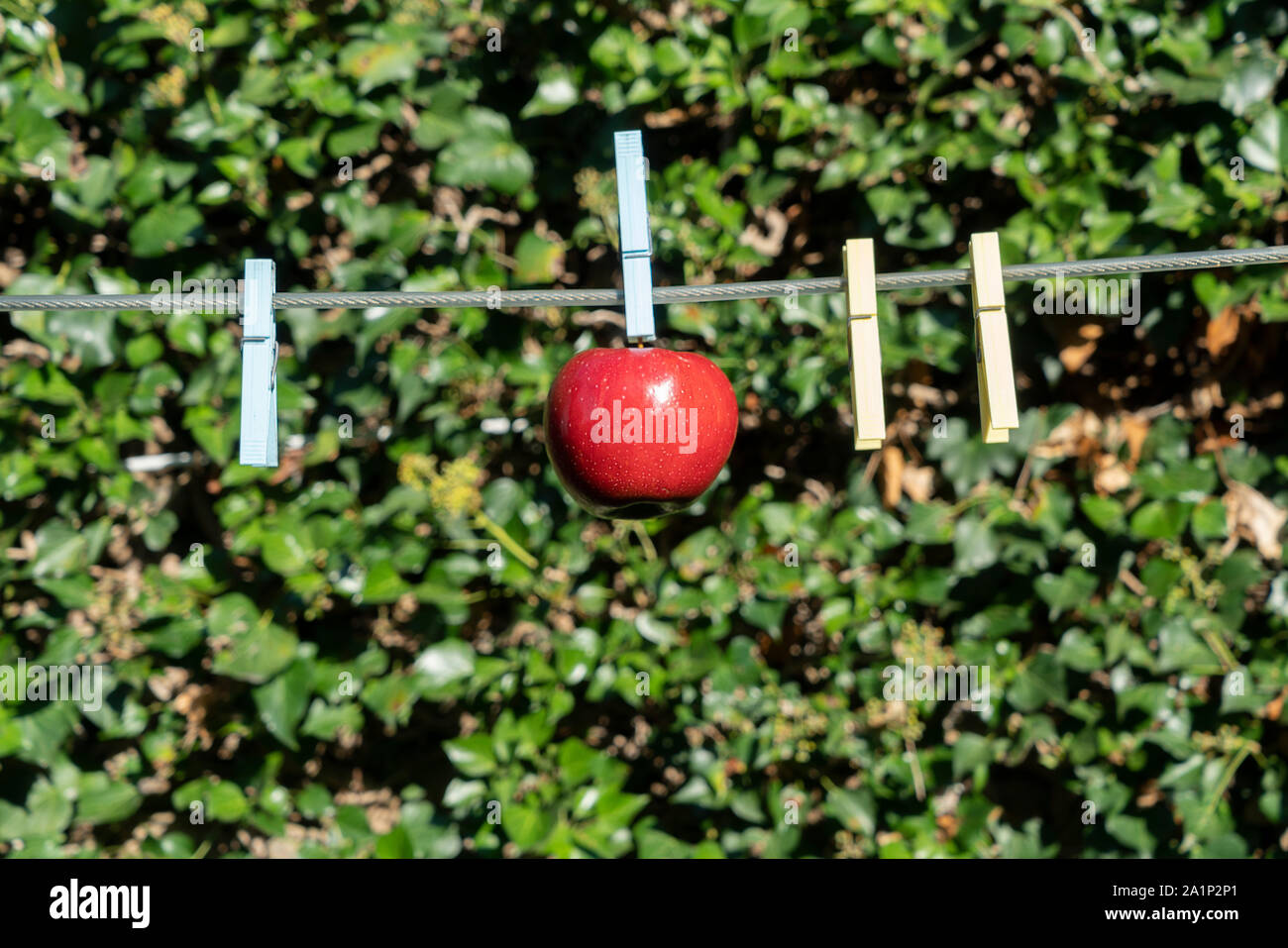 An apple hanging on a wire in the open air Stock Photo - Alamy