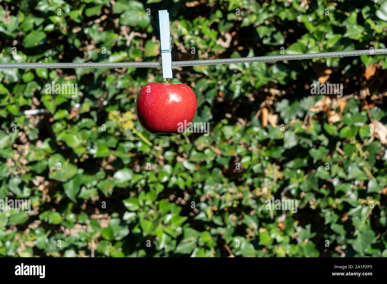 An apple hanging on a wire in the open air Stock Photo - Alamy