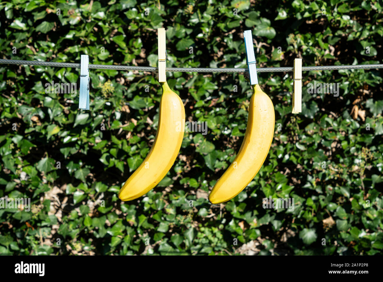 Two bananas hanging on a wire in the open air Stock Photo - Alamy