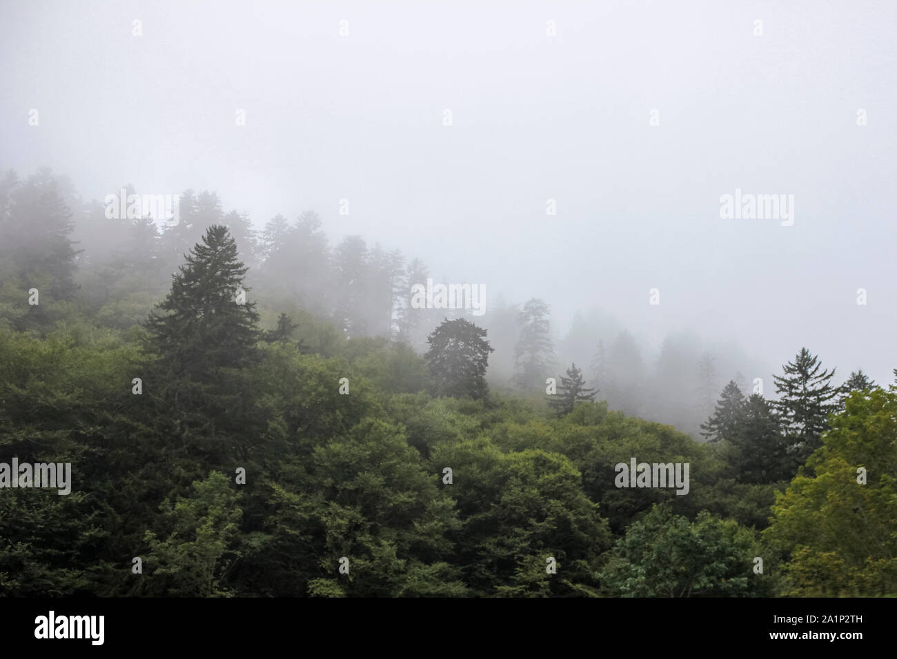 Misty weather on Smoky mountains in North Carolina, USA Stock Photo - Alamy