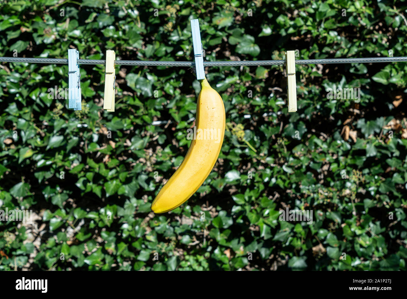 Green bananas hanging on banana hi-res stock photography and images - Alamy