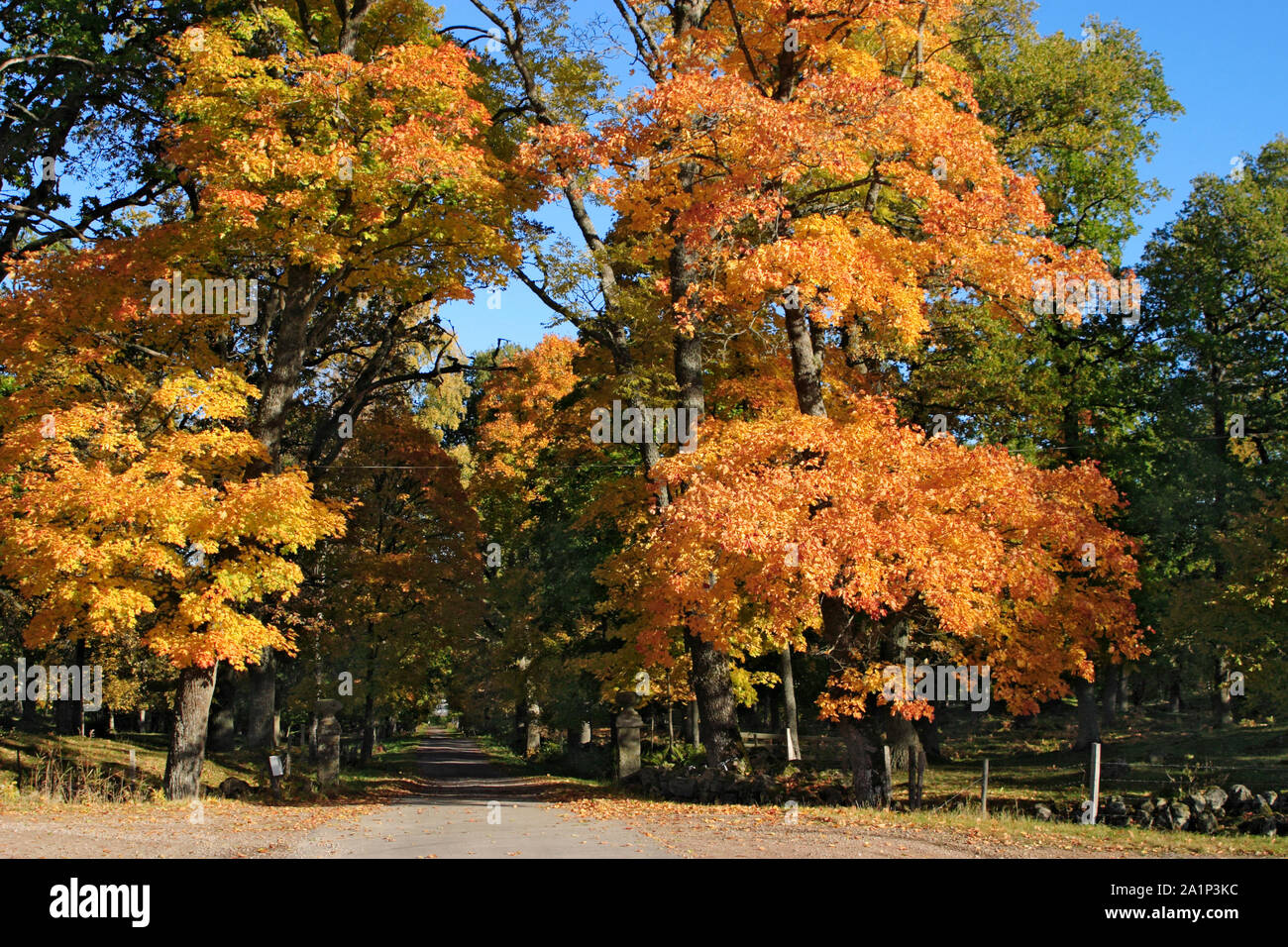 Autumn tree line at the road Stock Photo - Alamy