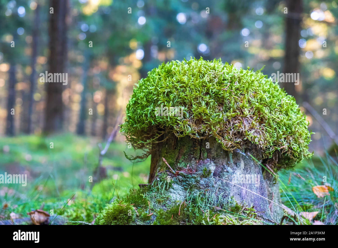 Old tree stump with moss hi-res stock photography and images - Alamy