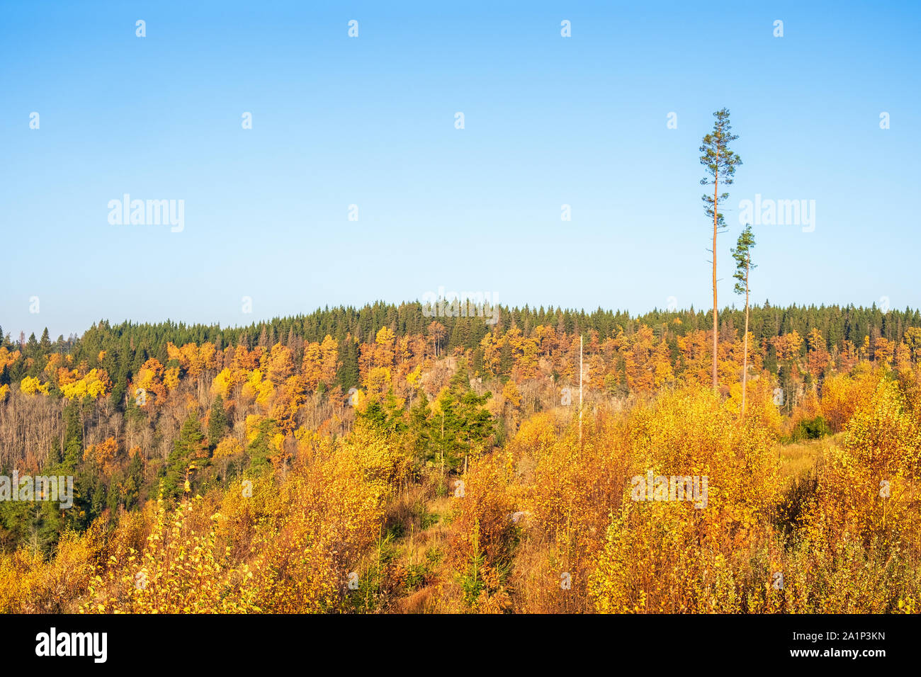 Fall colors in boreal forest aerial hi-res stock photography and images ...