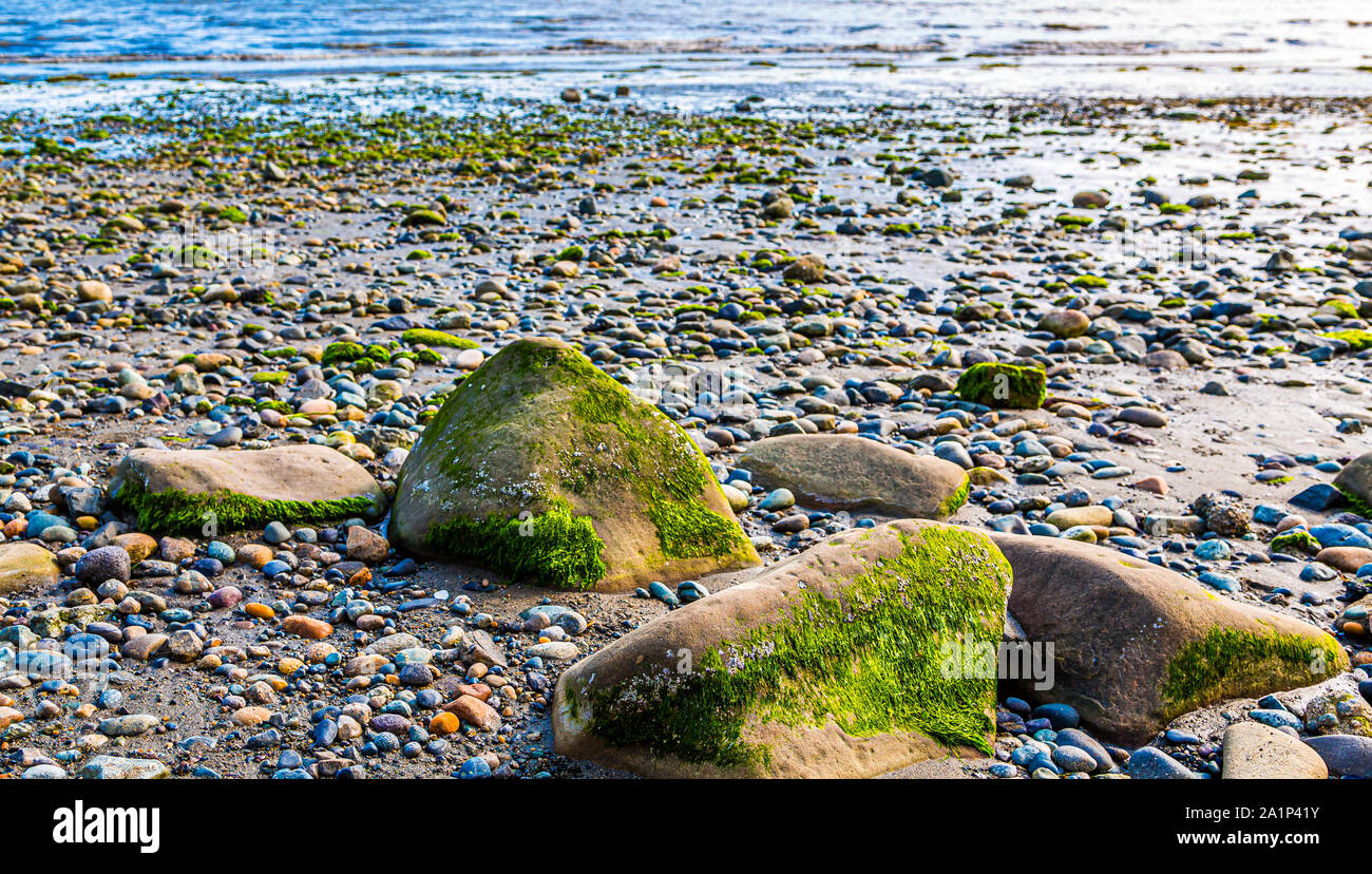 Colorful Stones and Lichen on a Rocky Beach in the Pacific Northwest ...