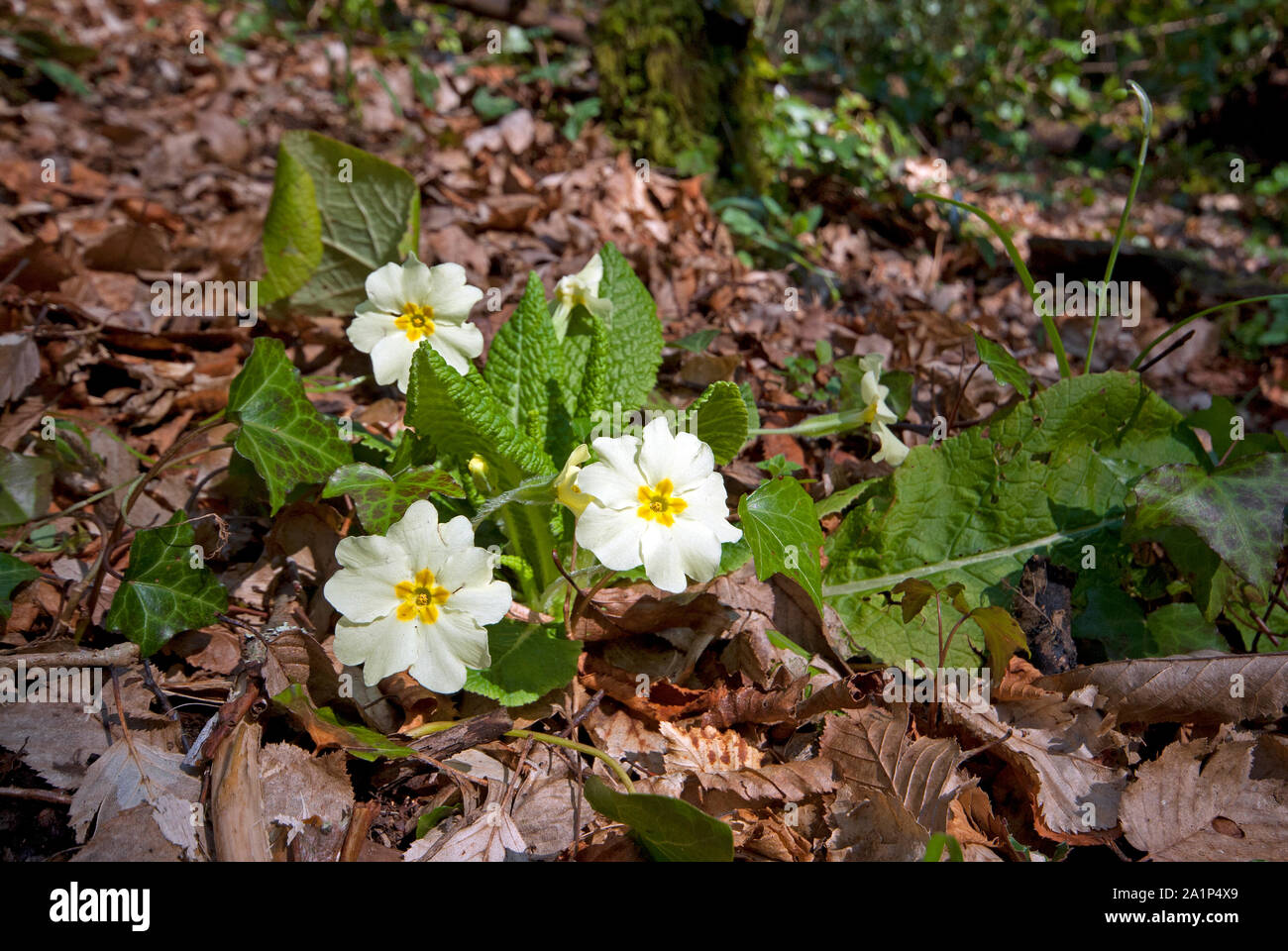 Primule vulgaris hi-res stock photography and images - Alamy