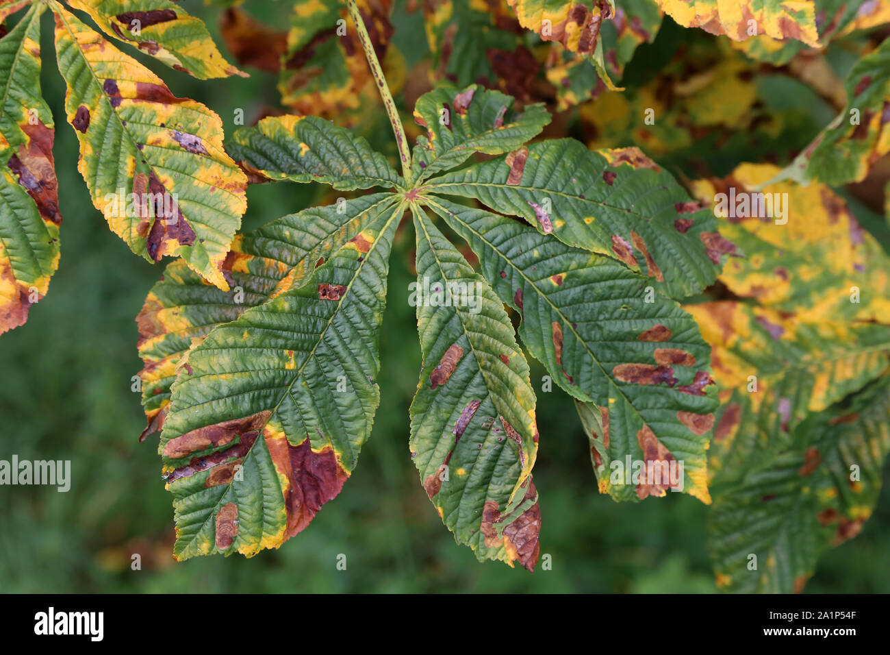 Horse Chestnut tree infested with leaf miner moth trails Stock Photo ...