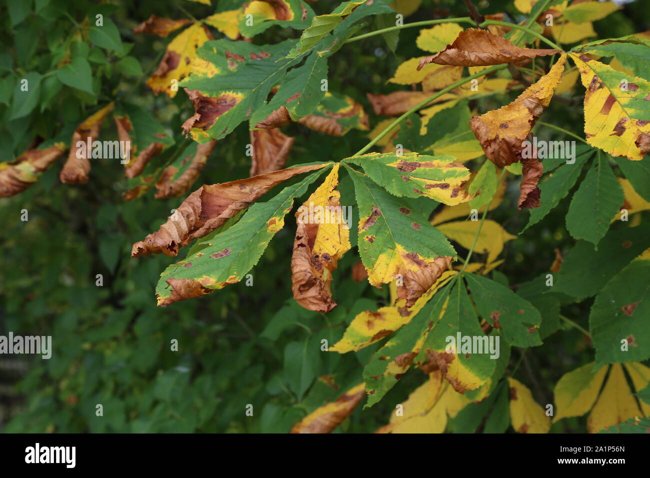 Horse Chestnut tree infested with leaf miner moth trails Stock Photo ...