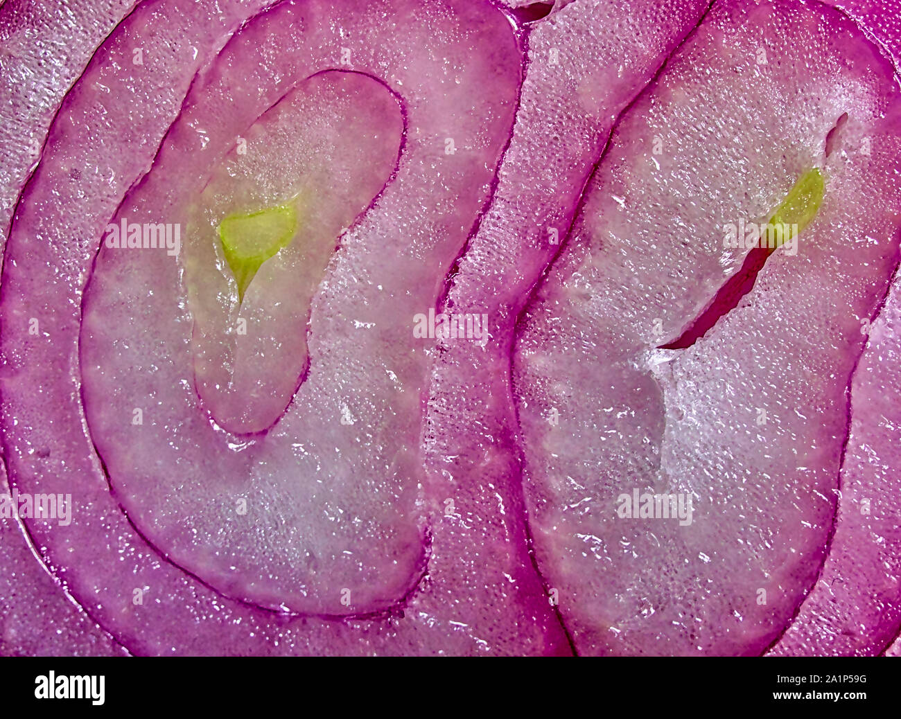 Macro close up detail of cut onion porous surface, vegetable juicy ...