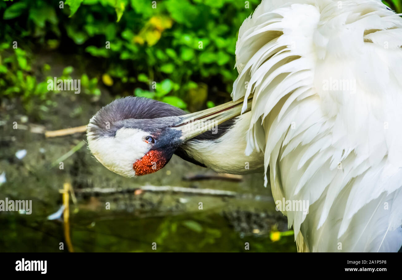 Typical crane hi-res stock photography and images - Alamy