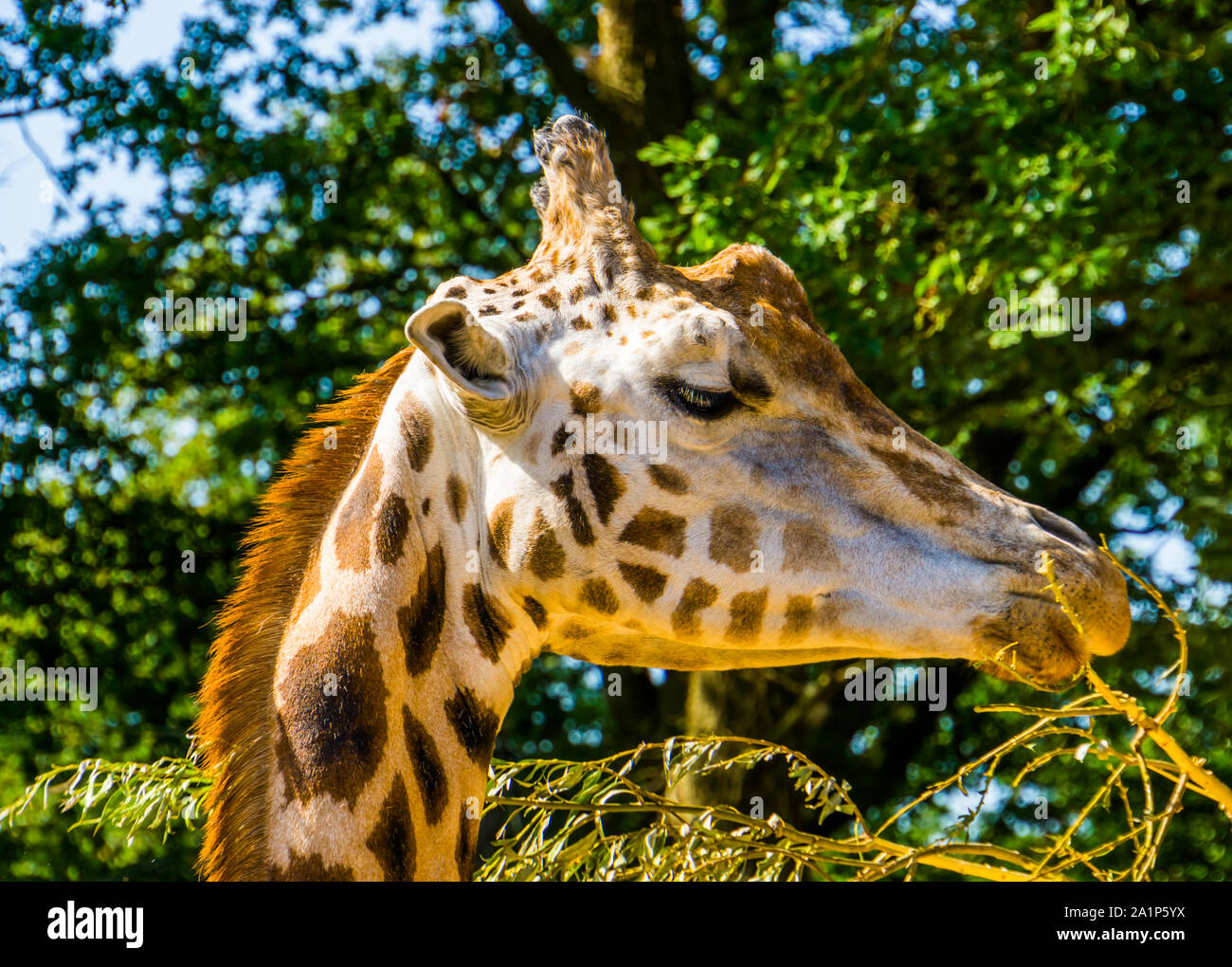 Giraffe eating leaves from tree hi-res stock photography and images - Alamy
