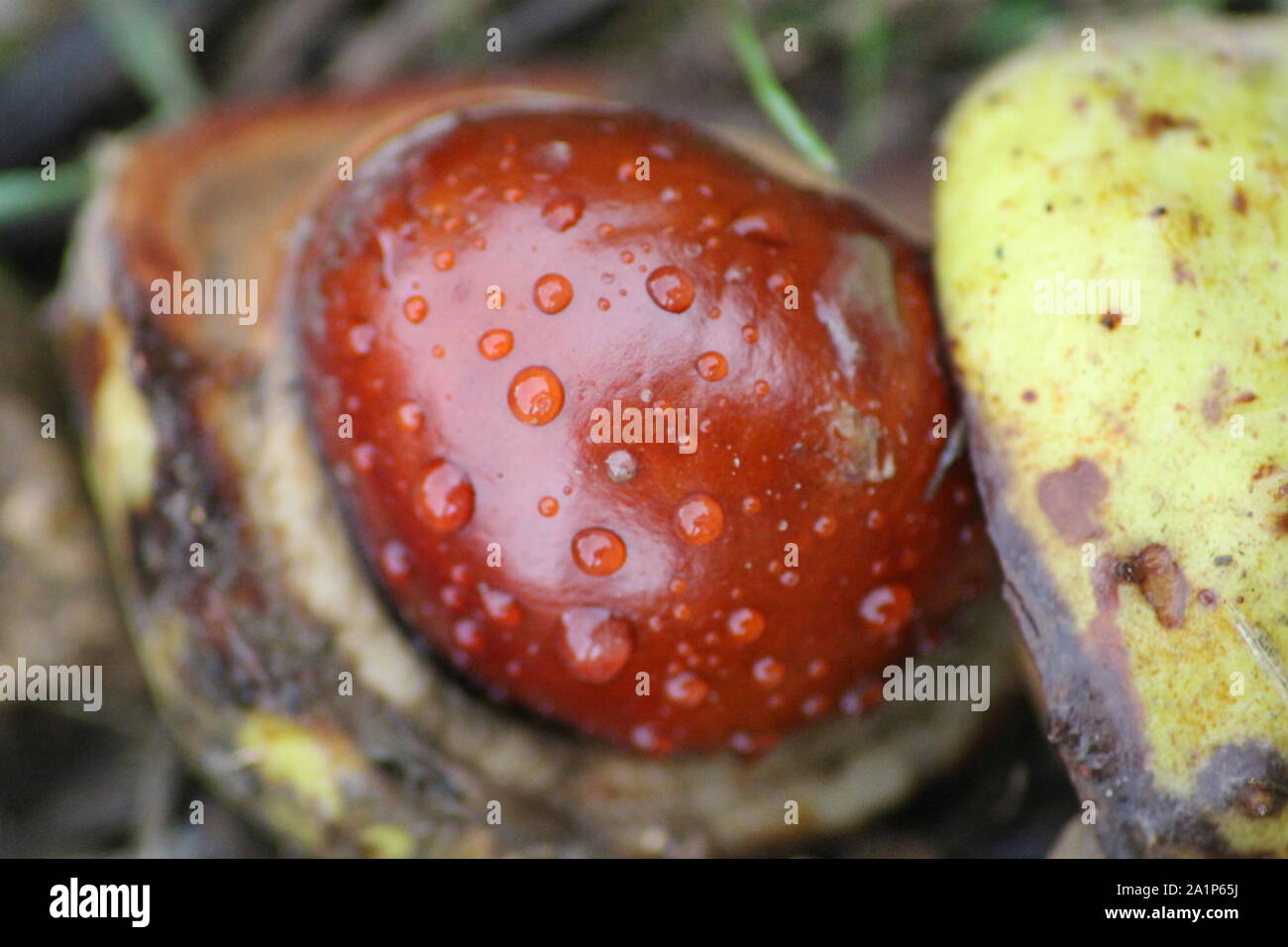 Conker in its shell Stock Photo - Alamy
