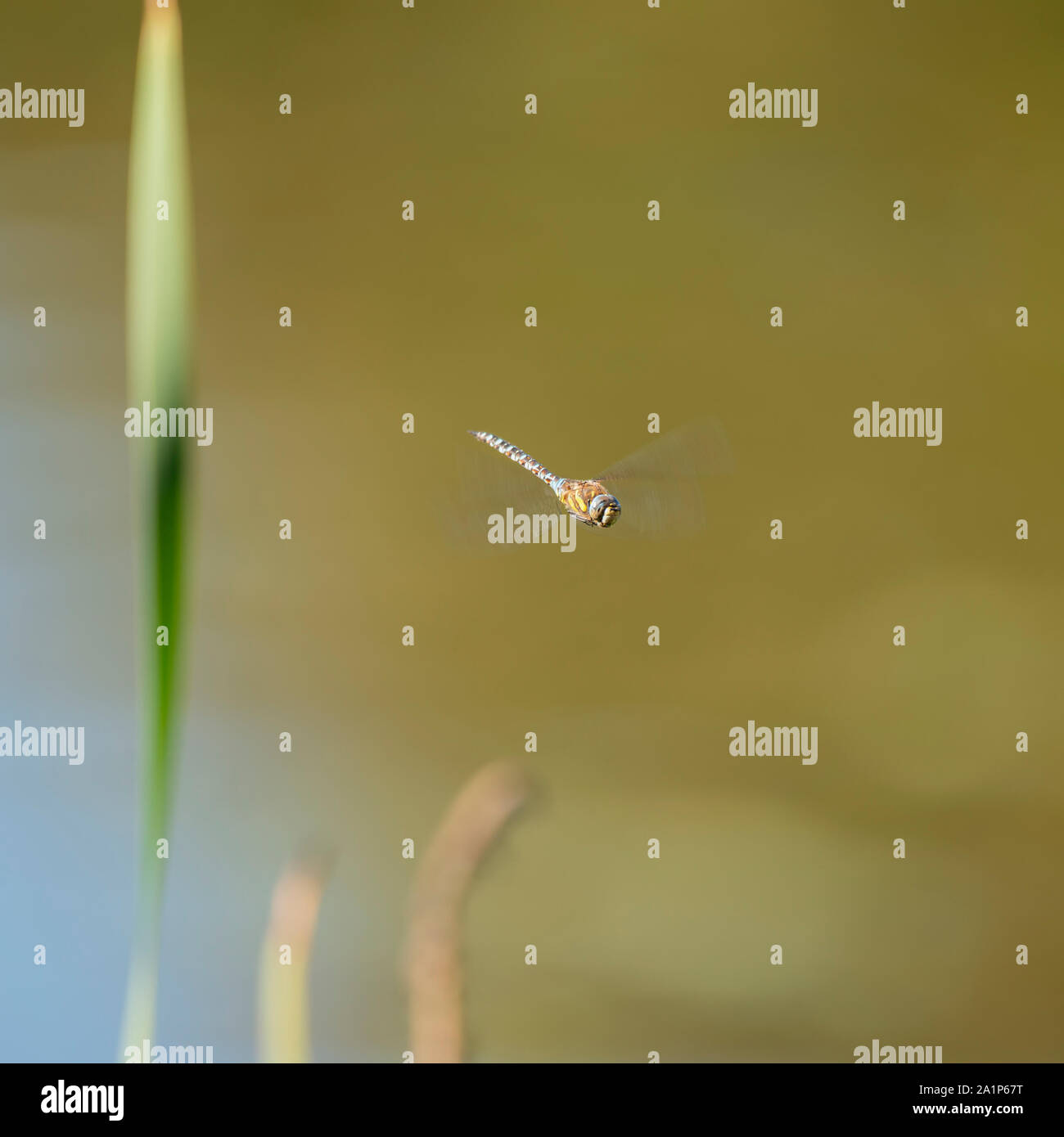 Beautiful Emperor Dragonfly Anax Imperator insect in flight with ...