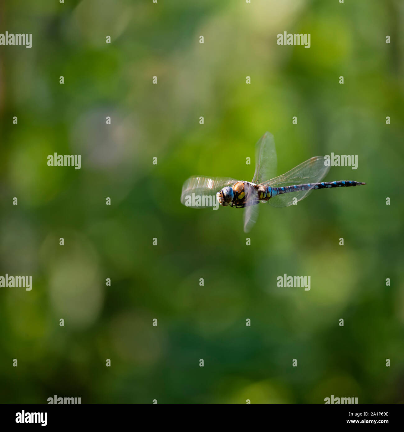 Beautiful Emperor Dragonfly Anax Imperator insect in flight with ...