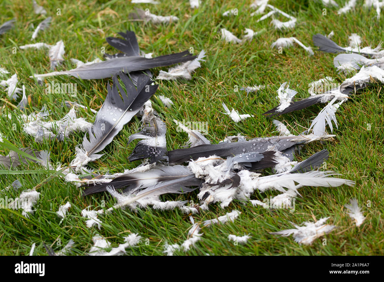 Plucked bird hi-res stock photography and images - Alamy