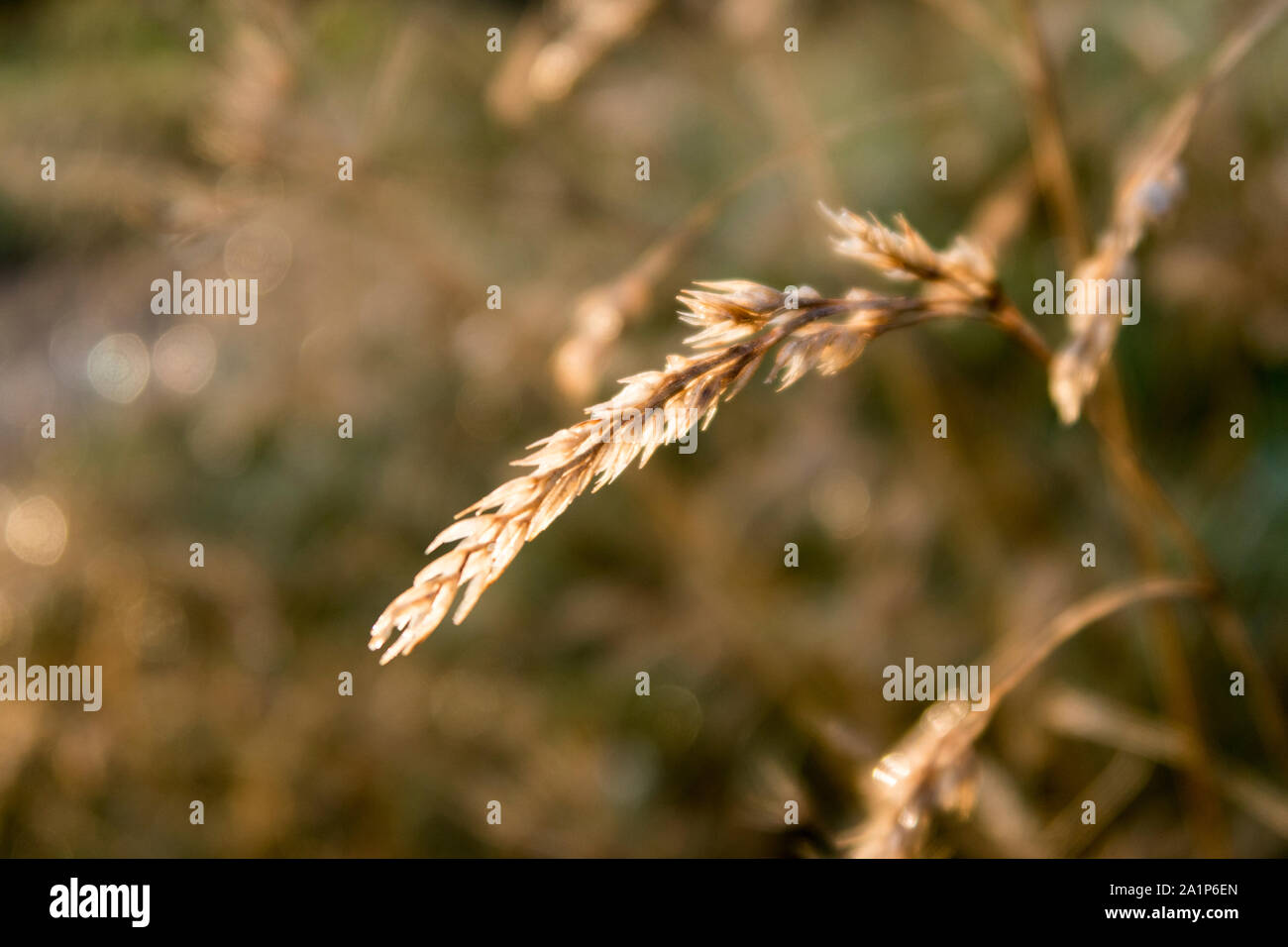 Tall yellow grass hi-res stock photography and images - Alamy
