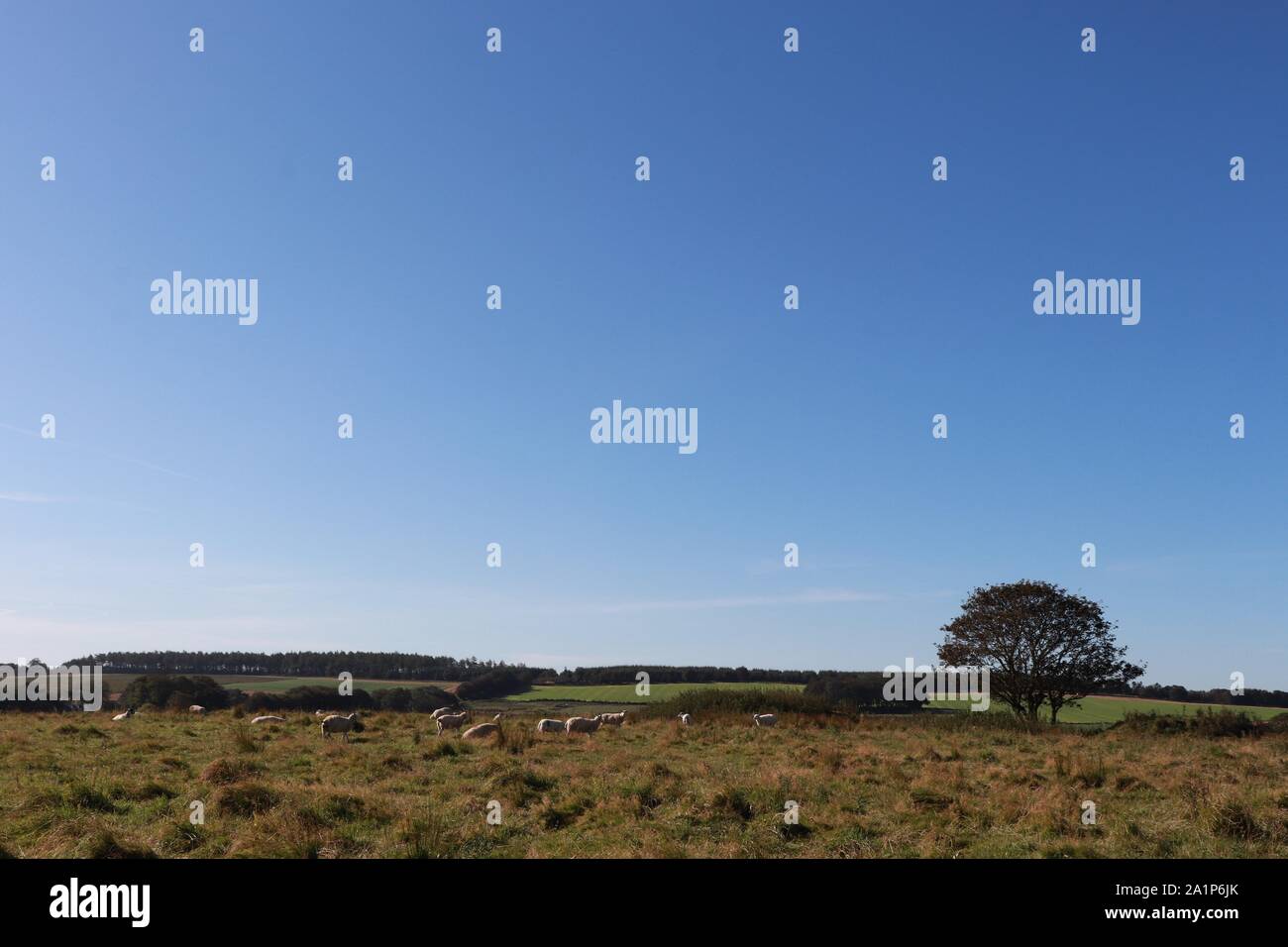 Trees in countryside Stock Photo - Alamy