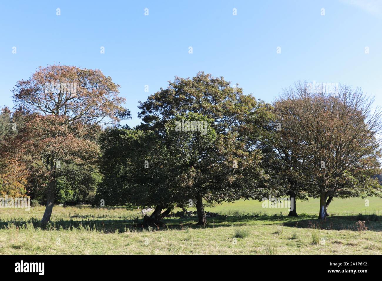 Trees in countryside Stock Photo - Alamy