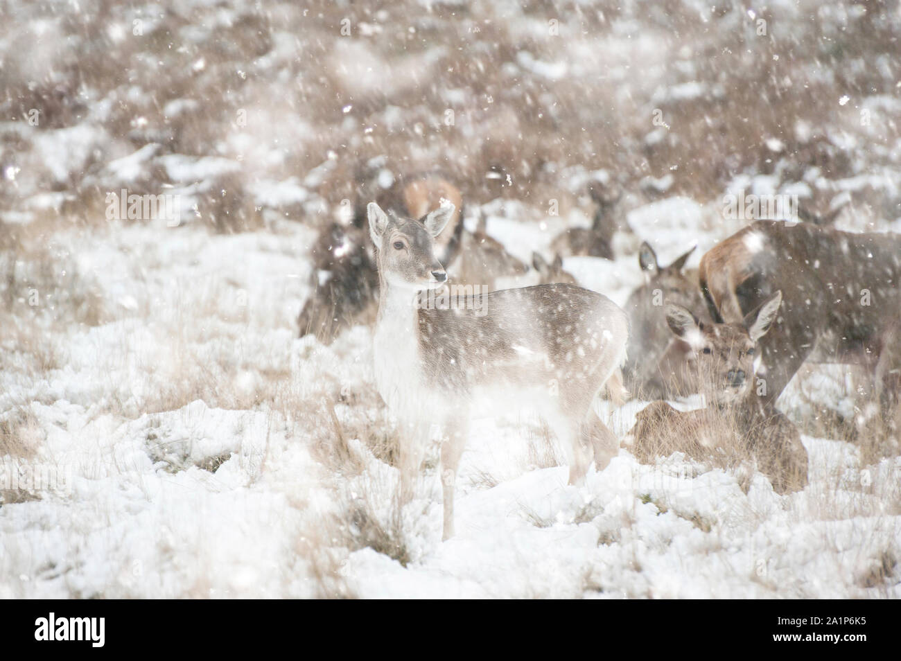 Image of fallow deer and red deer in forest landscape in Winter with ...