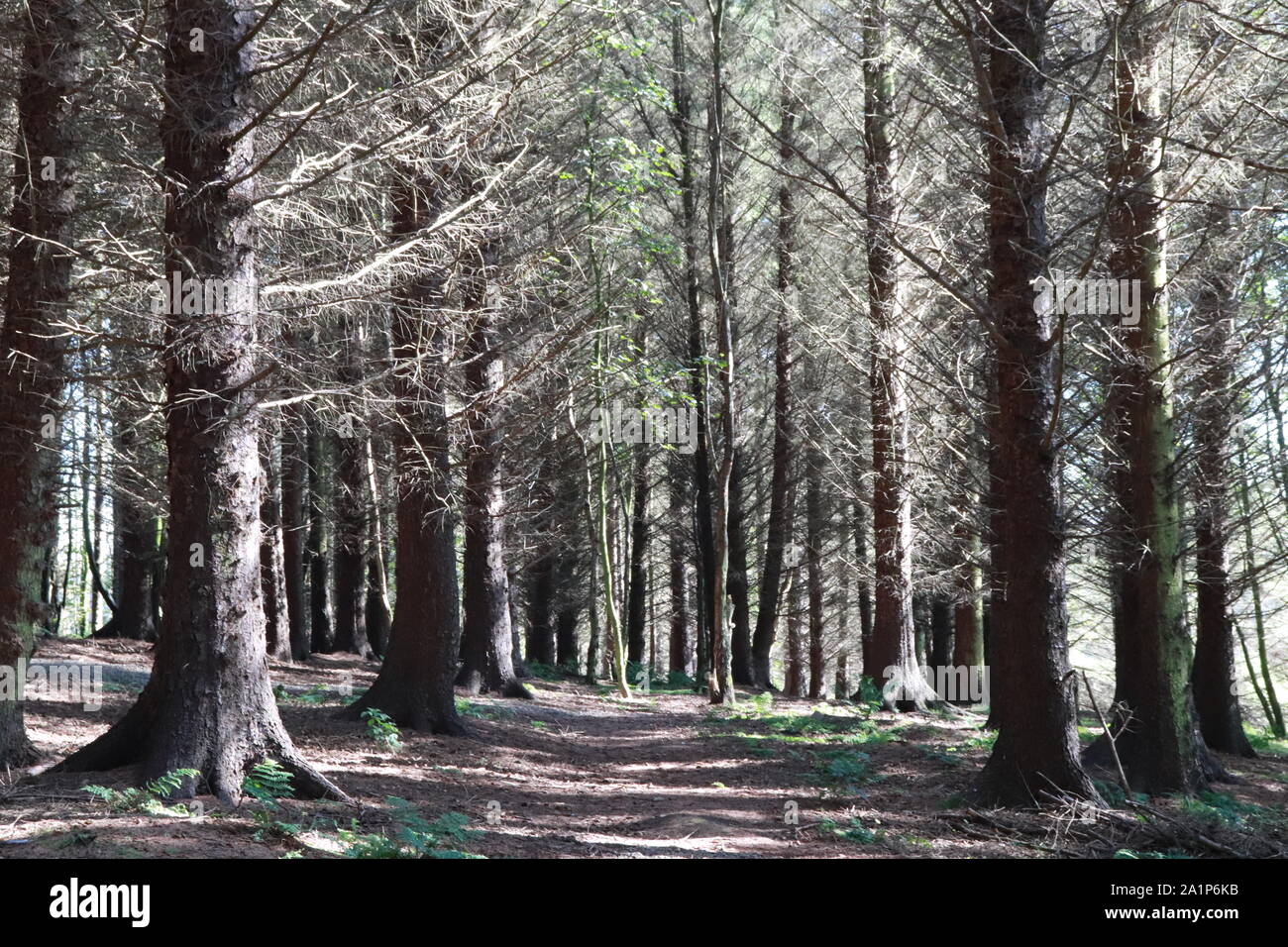Trees in woods Stock Photo - Alamy