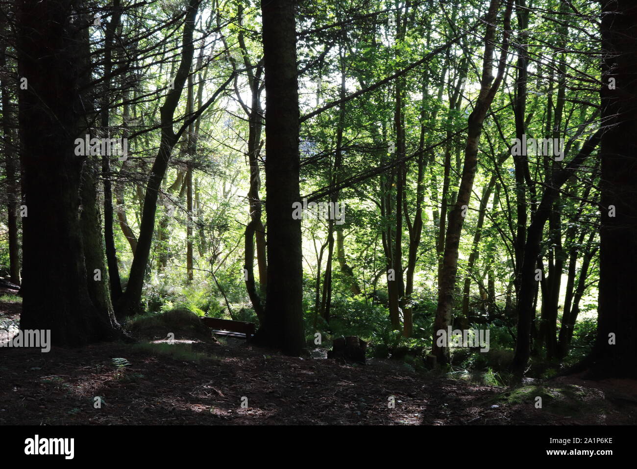 Trees in woods Stock Photo - Alamy