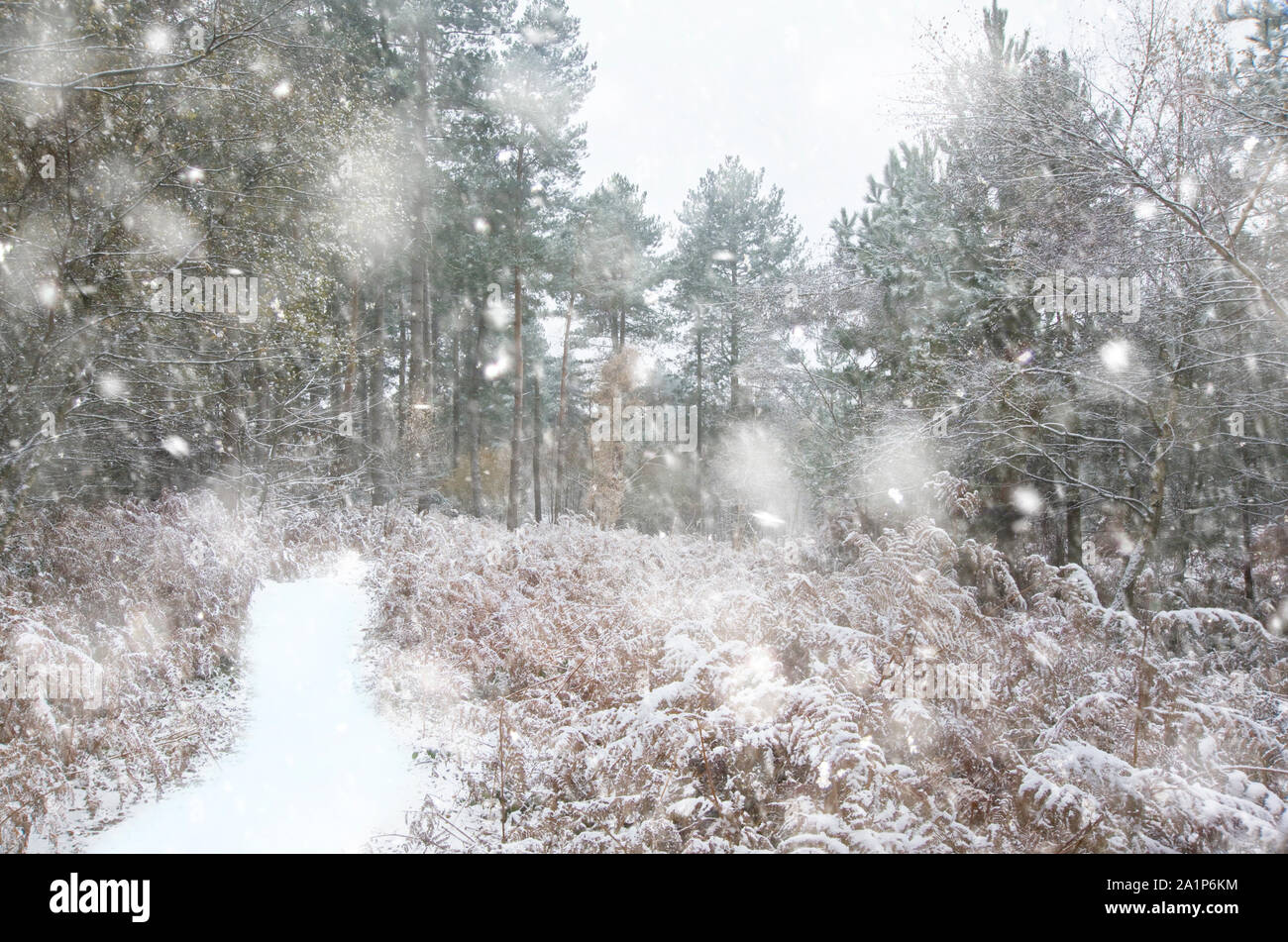 Beautiful path through forest with snow on ground and Autumn color on ...