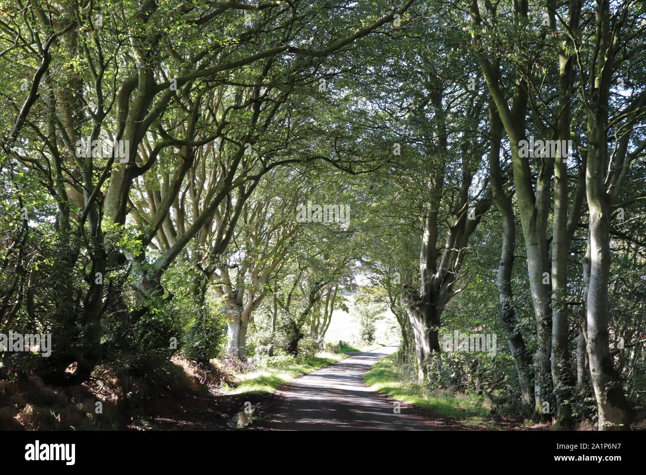 Road through arcade of trees Stock Photo - Alamy