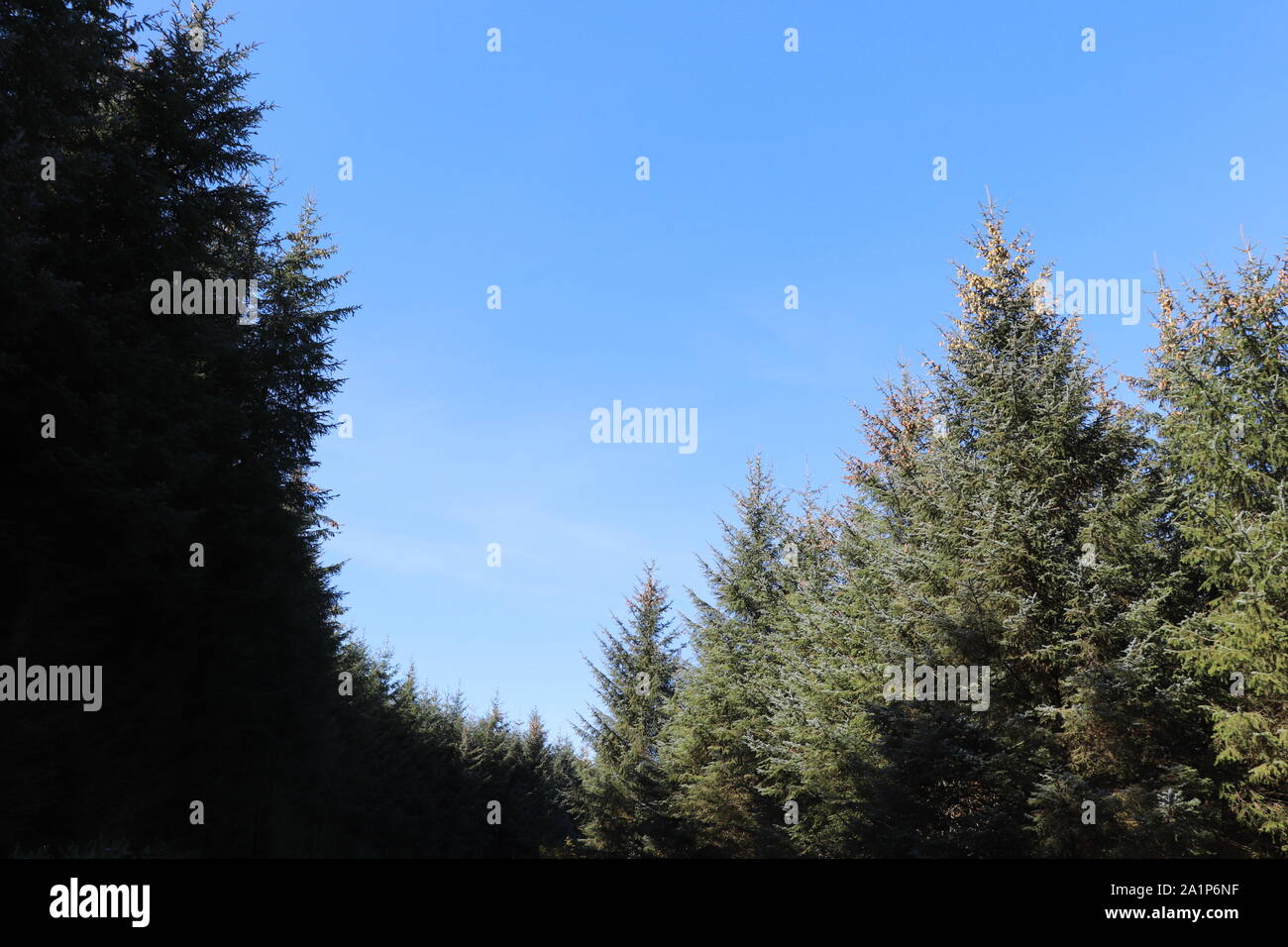Road through arcade of trees Stock Photo - Alamy