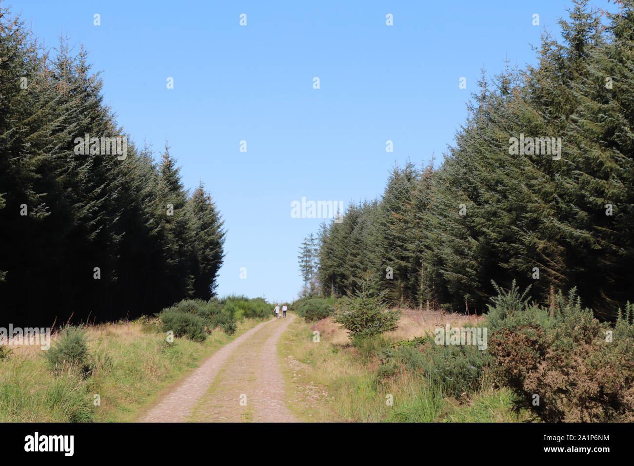 Trees in rural setting Stock Photo - Alamy