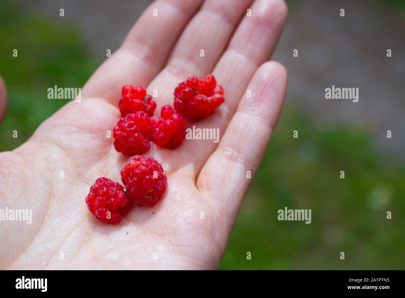 Wild uncultivater raspberries in hands. Forest raspberry Stock Photo ...