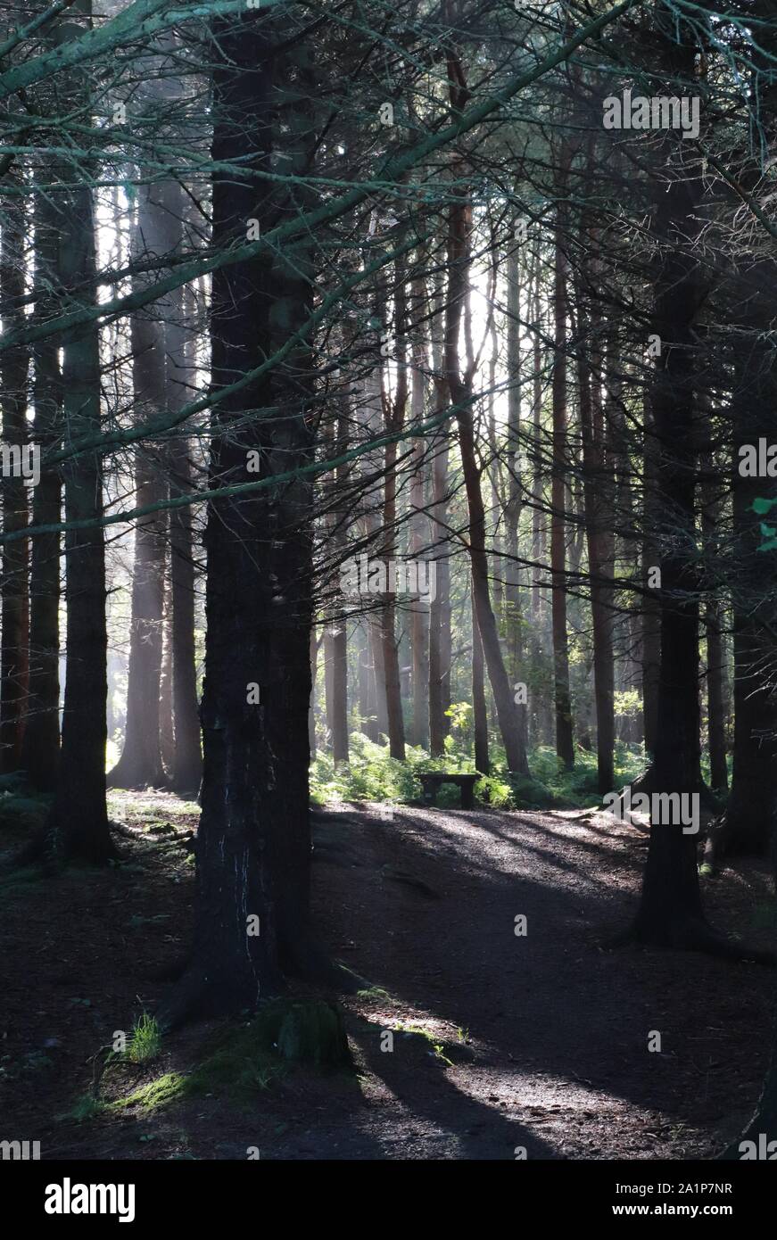 Trees in woods Stock Photo - Alamy