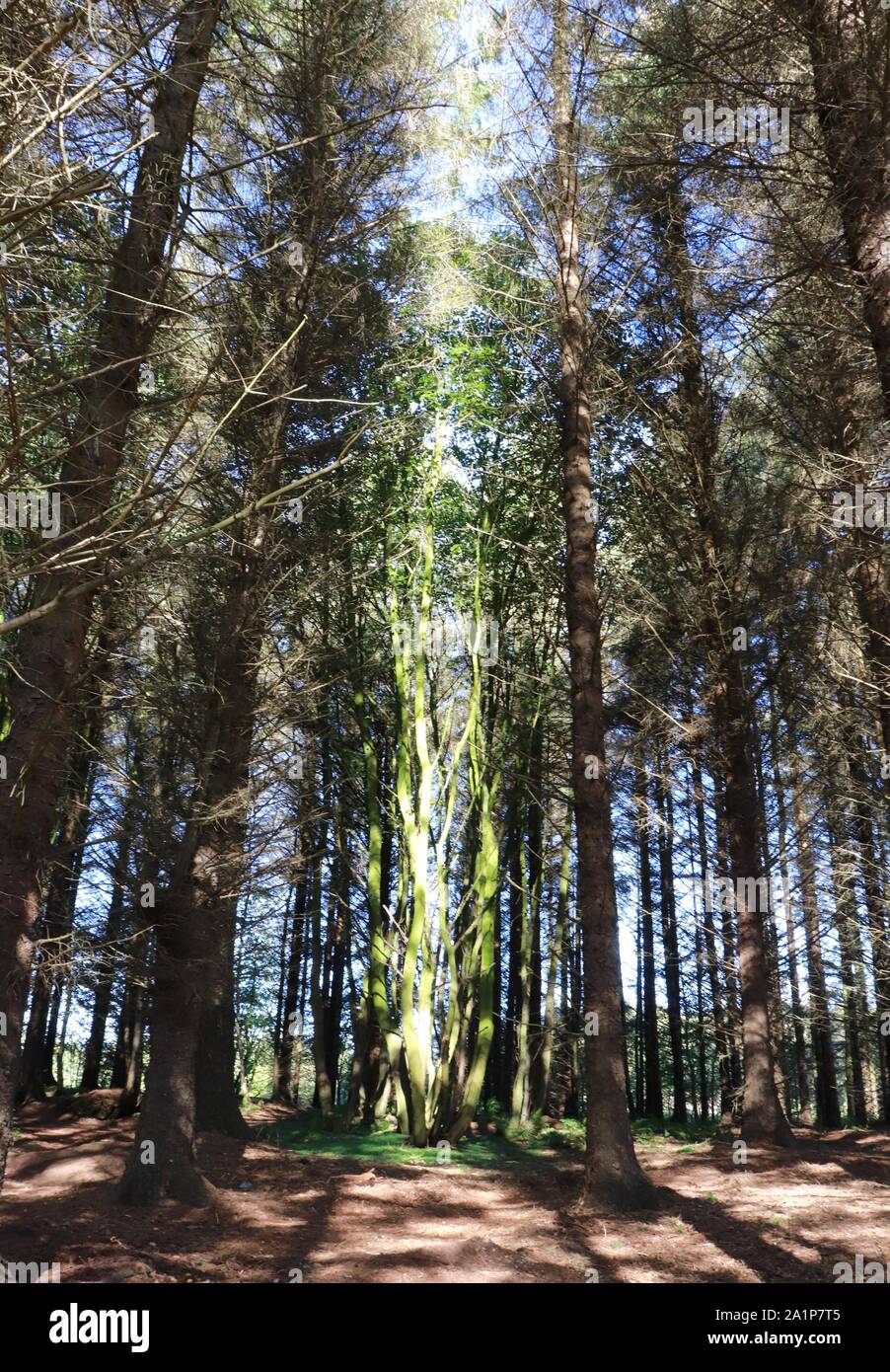 Trees in woods Stock Photo - Alamy