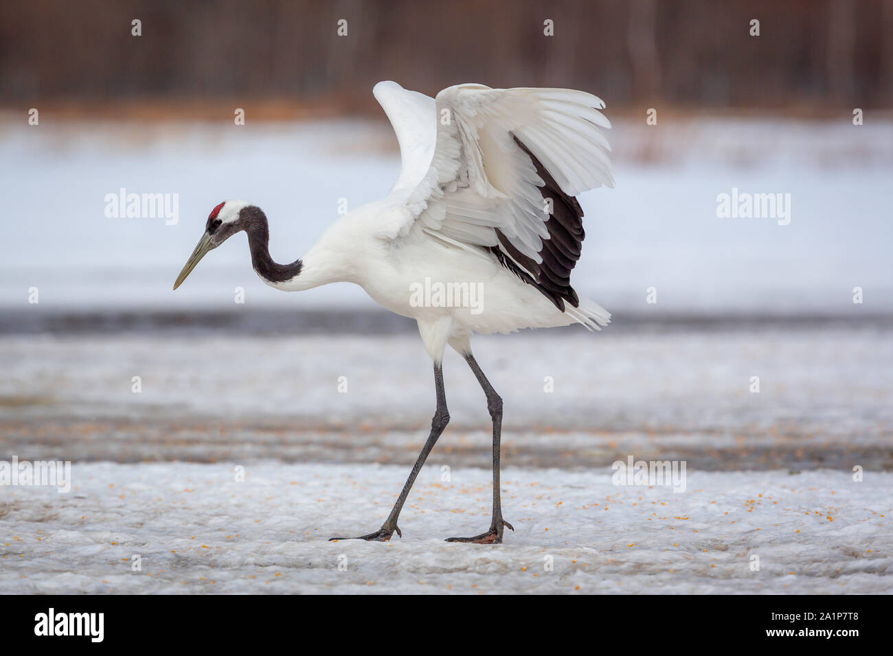 Red Crowned Crane Dance