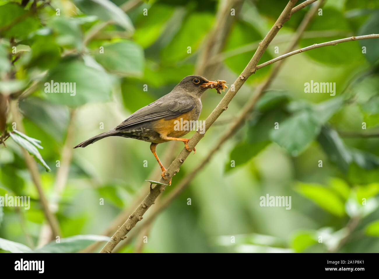 Olive Thrush (Turdus olivaceus) on branch with flying termite in beak ...