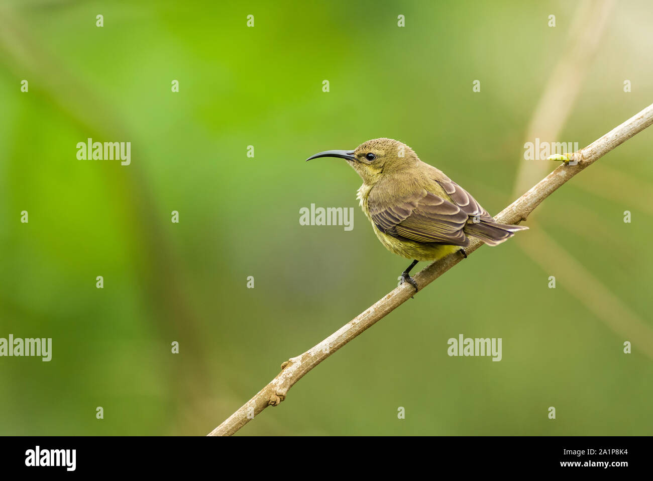 Yellow bellied sunbird hi-res stock photography and images - Alamy
