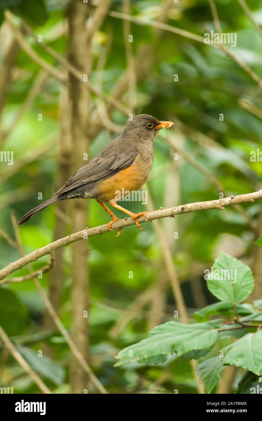 Olive Thrush (Turdus olivaceus) on branch, Kenya Stock Photo - Alamy