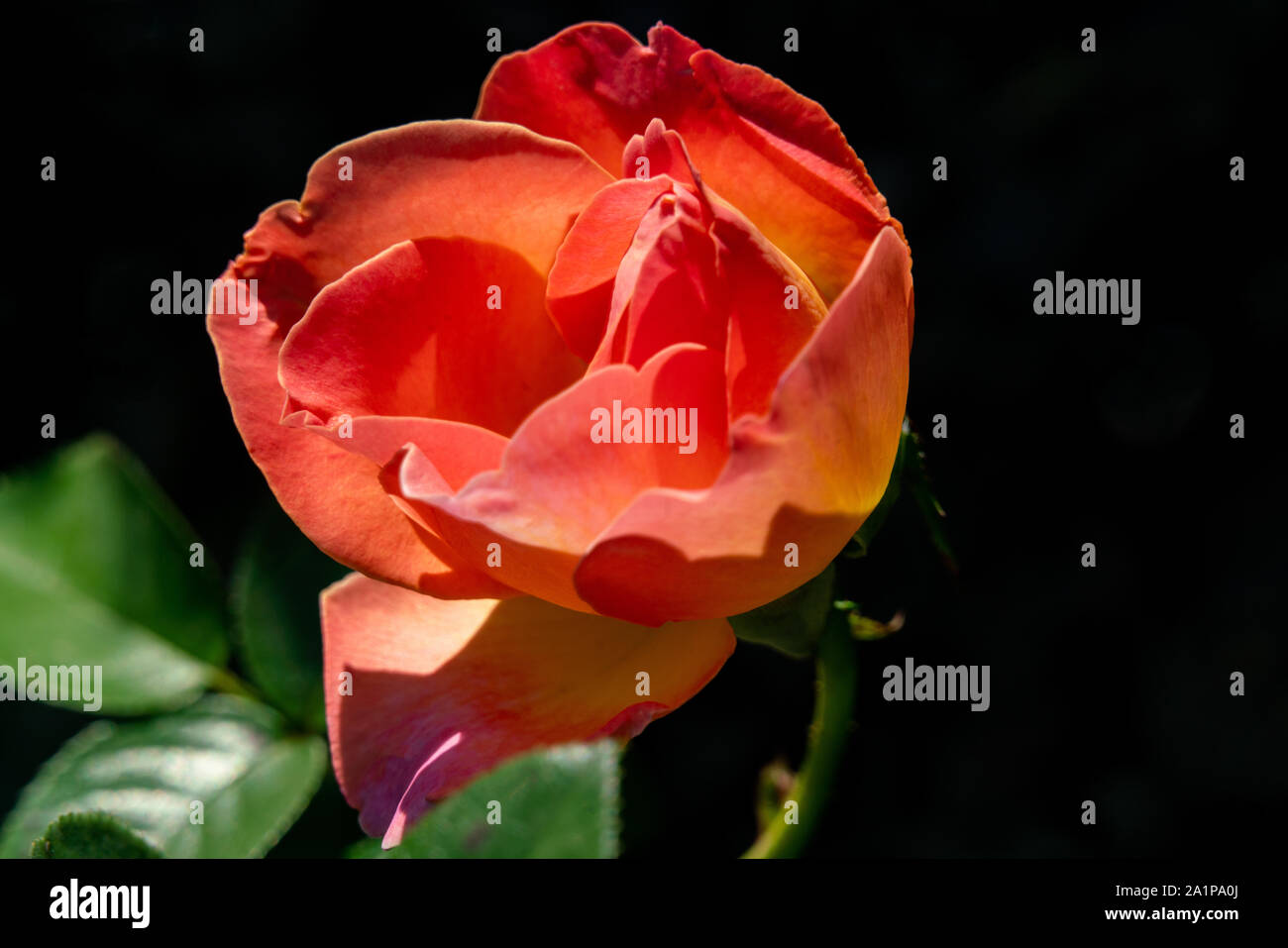 Detailed portrait of an orange ELLE rose head in bright sunshine with a ...