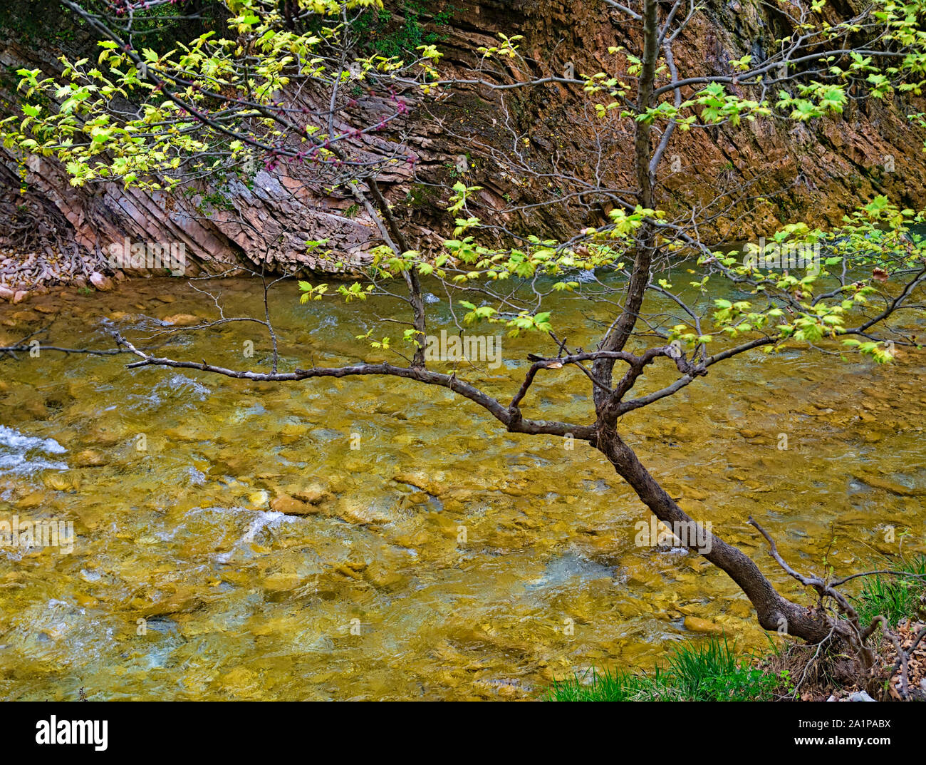 Delicate tree above beautiful clean river of Neda in Peloponnese ...