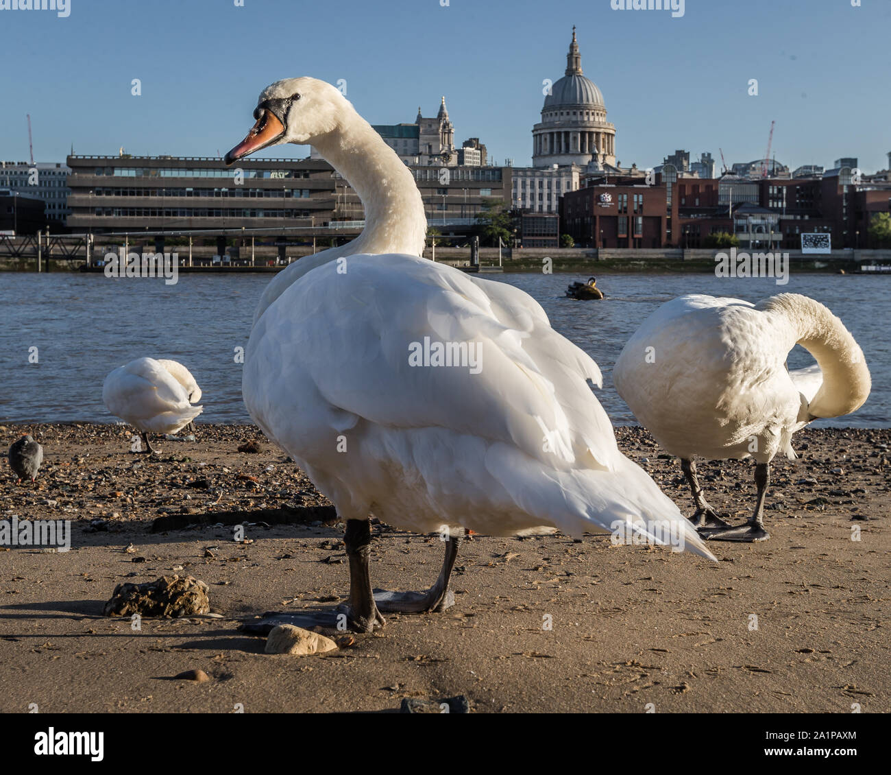 Swans preen themselves in the early morning by the river thames as the ...