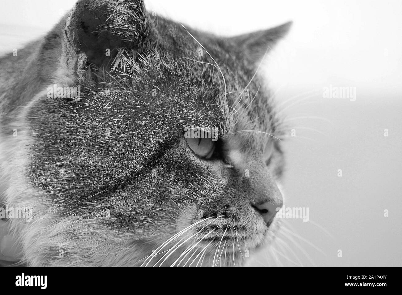 Wild cat eyes before hunting and walk around the streets Stock Photo ...