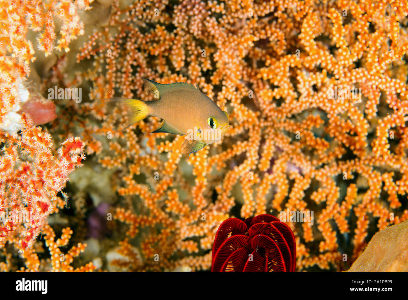 Darkfin chromis, Chromis atripes, Sulawesi Indonesia Stock Photo - Alamy