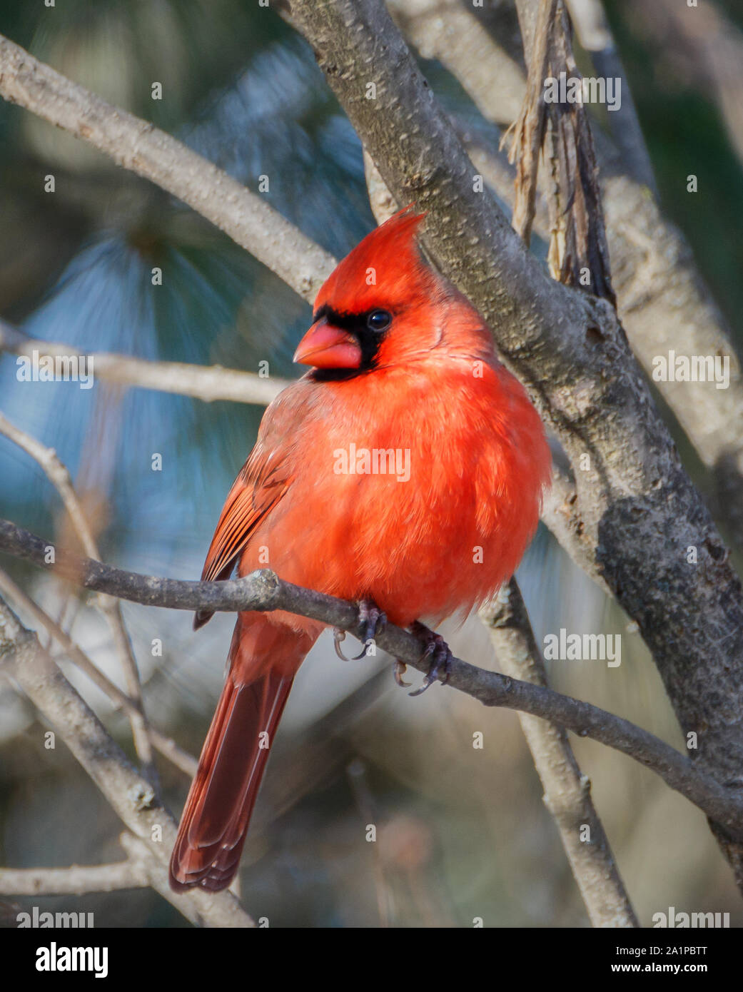 Closeup of red male Northern Cardinal bird perching on tree branch ...