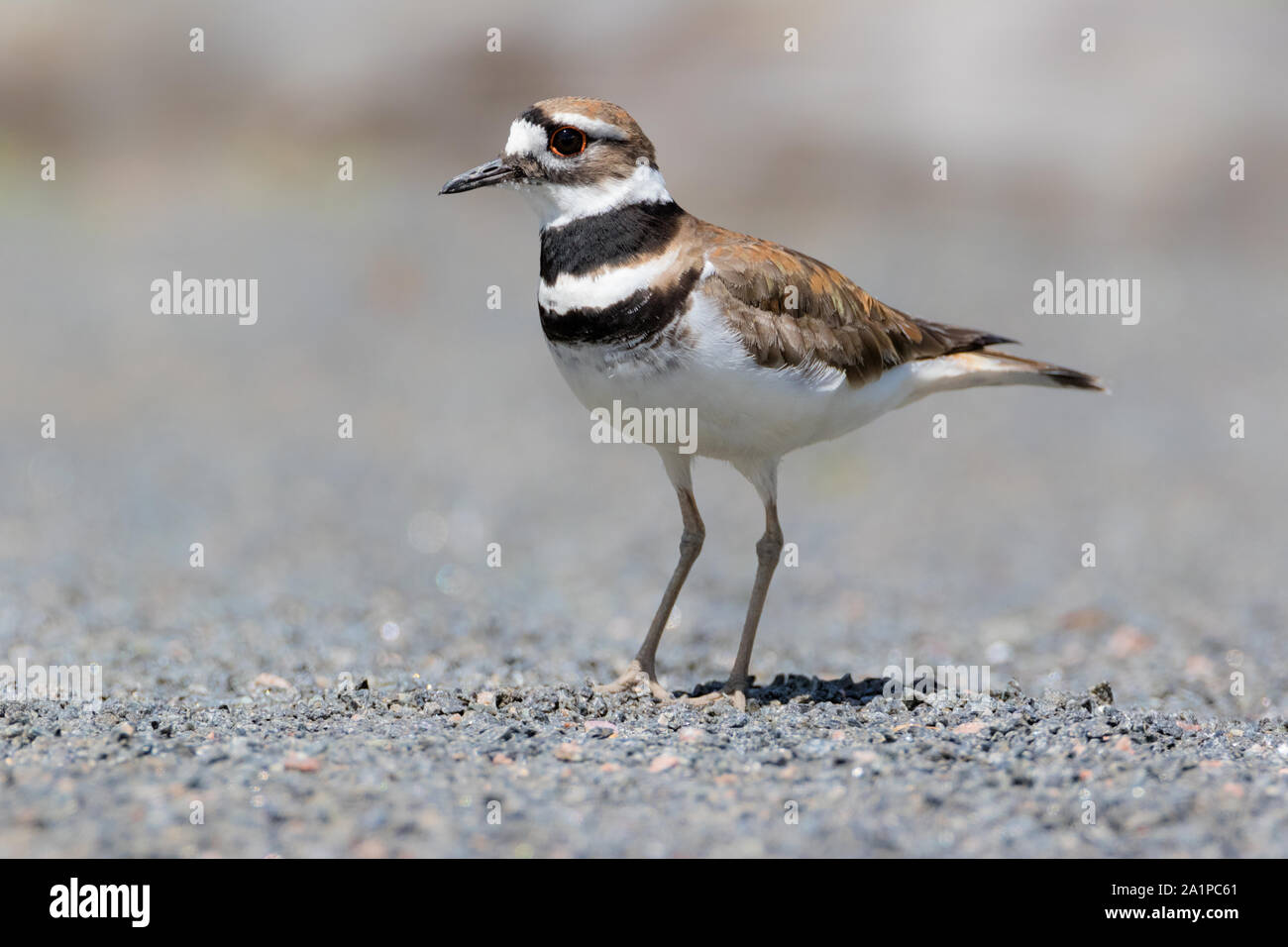 Killdeer bird extreme close up Stock Photo - Alamy