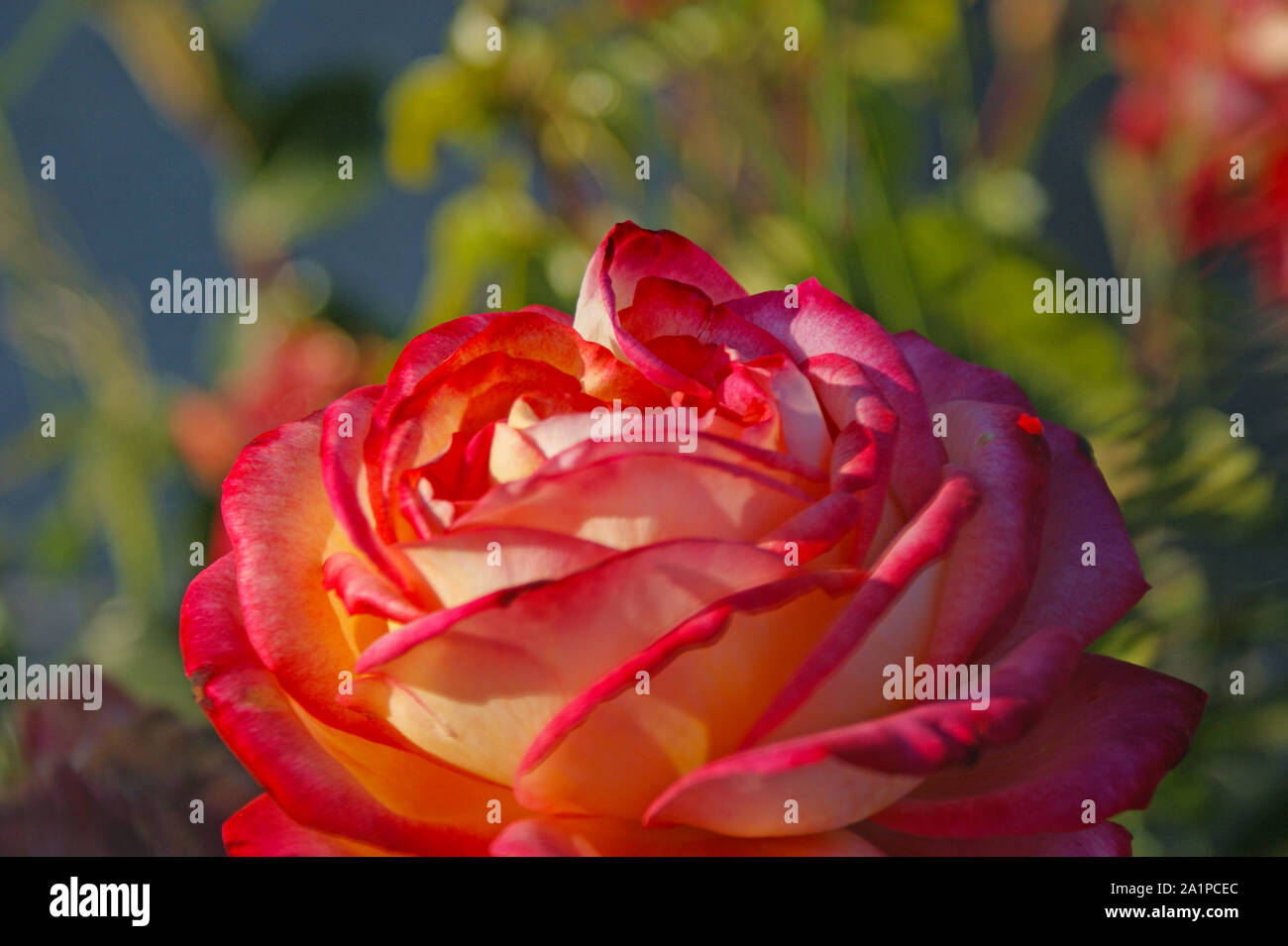 Fragile natural hi-res stock photography and images - Alamy