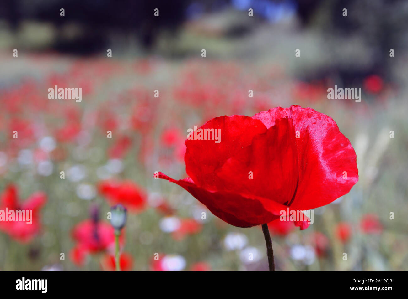Gorgeous poppy hi-res stock photography and images - Alamy