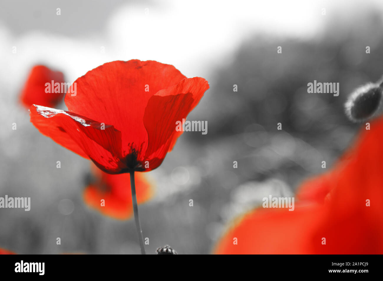 Field poppy painting hi-res stock photography and images - Alamy