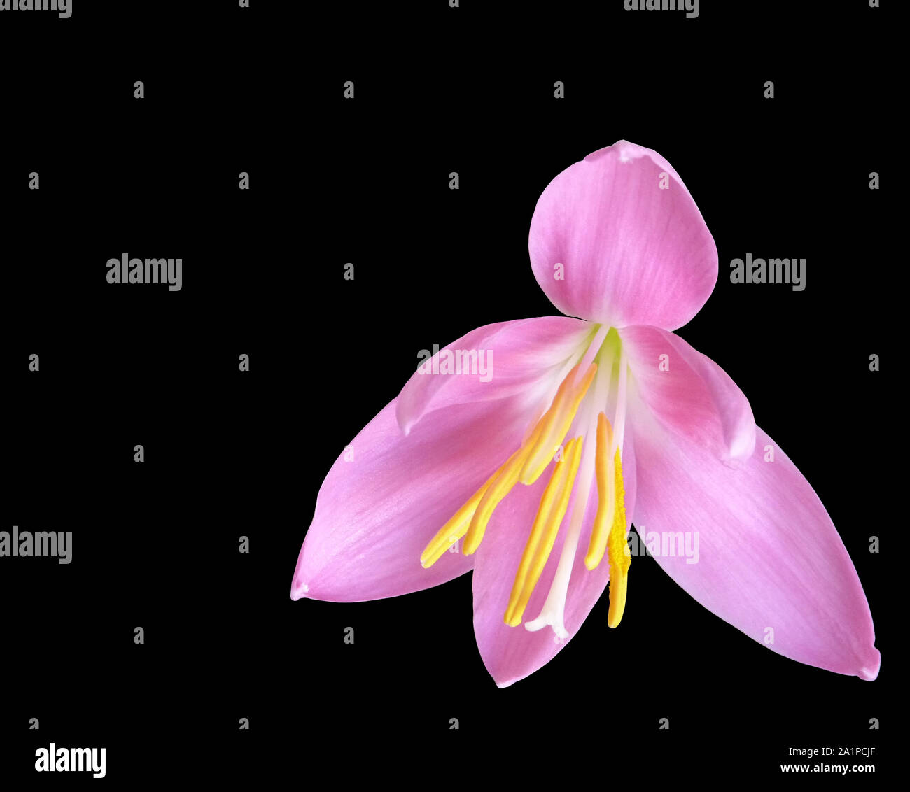 Pinkish white colors hi-res stock photography and images - Alamy