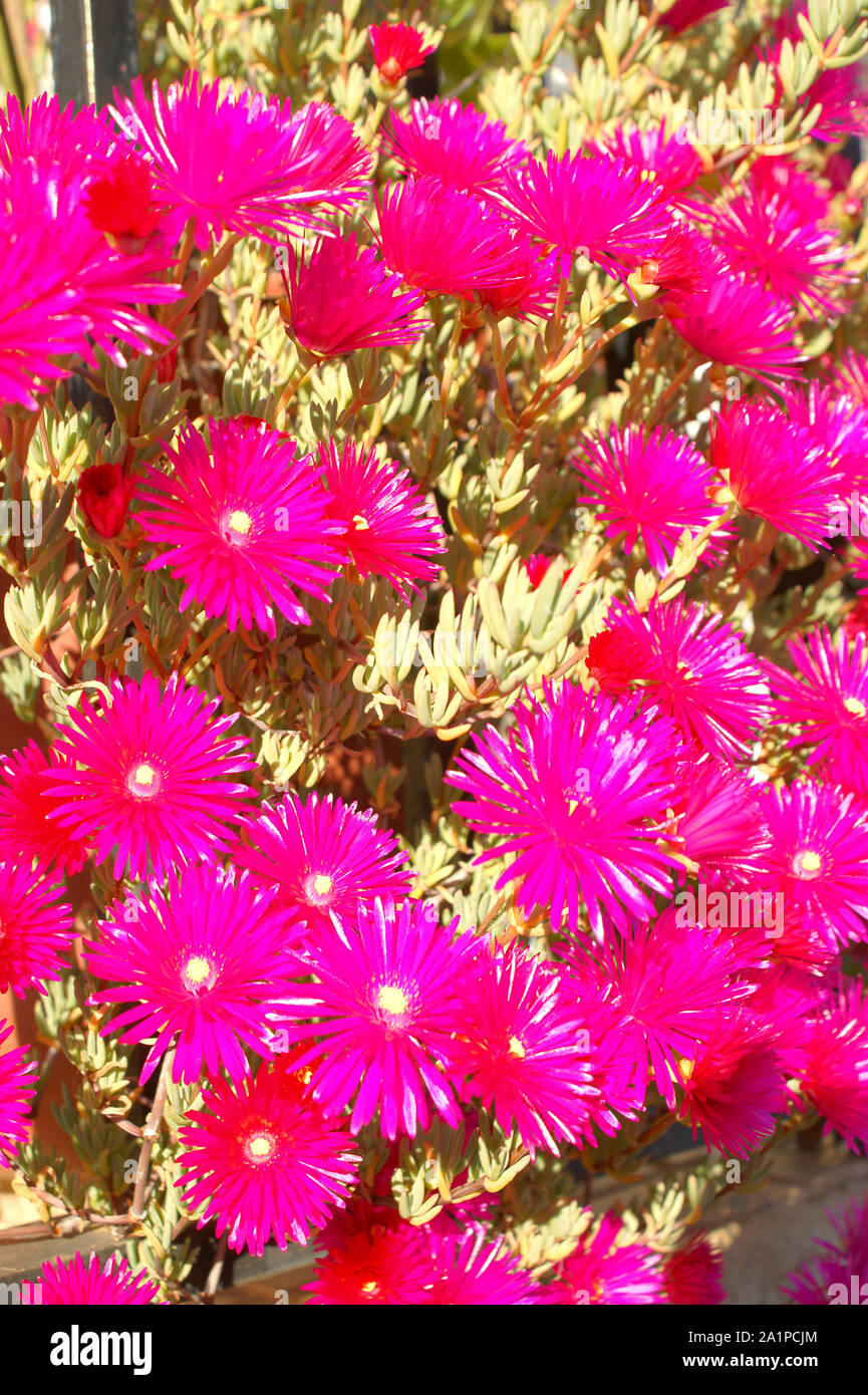 Sunbeam flower hi-res stock photography and images - Alamy